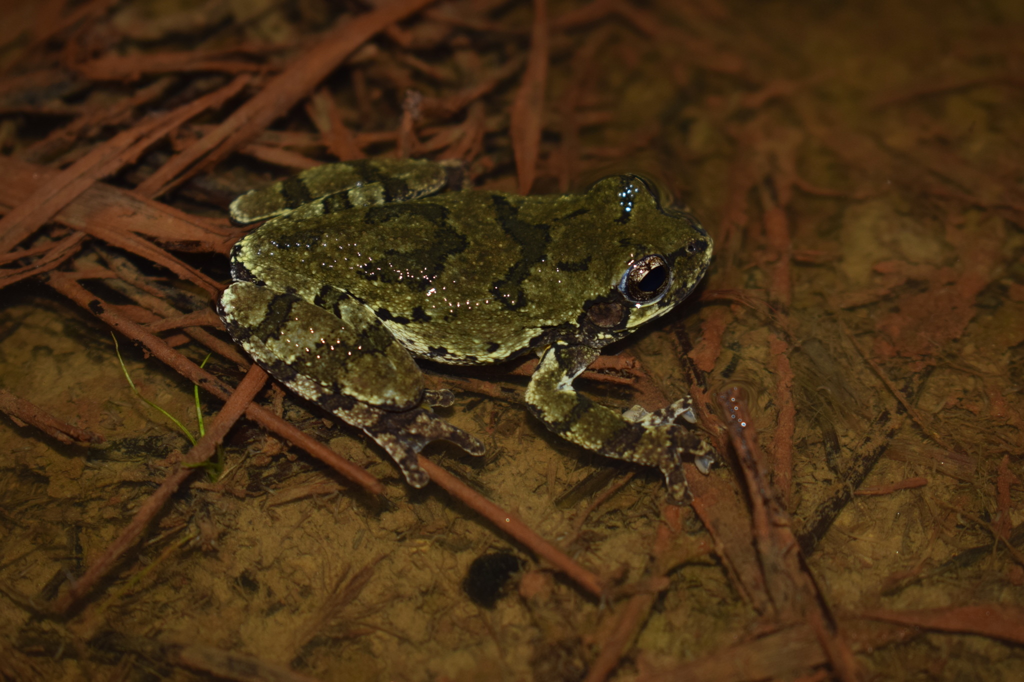 A transformed habitat for some local species at the Mud Creek stream mitigation bank